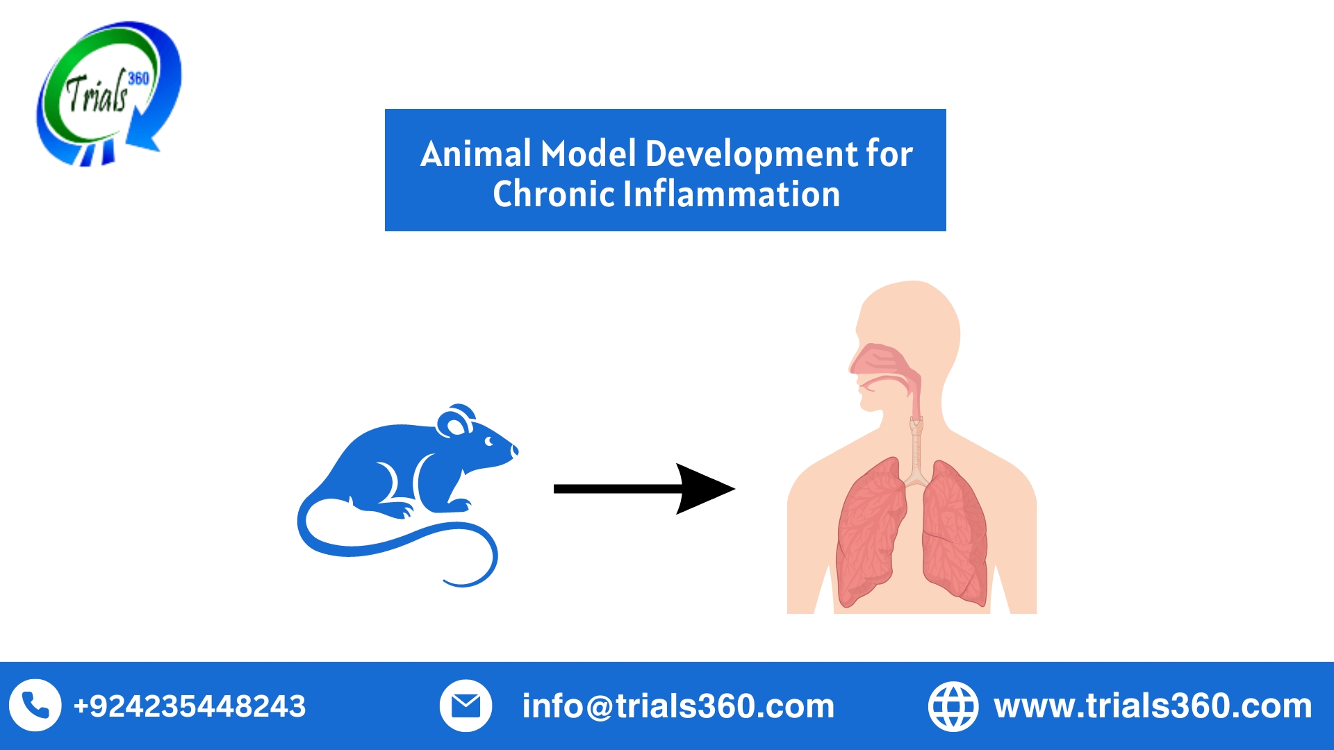 Animal Model Development for Chronic Inflammation - Trials360